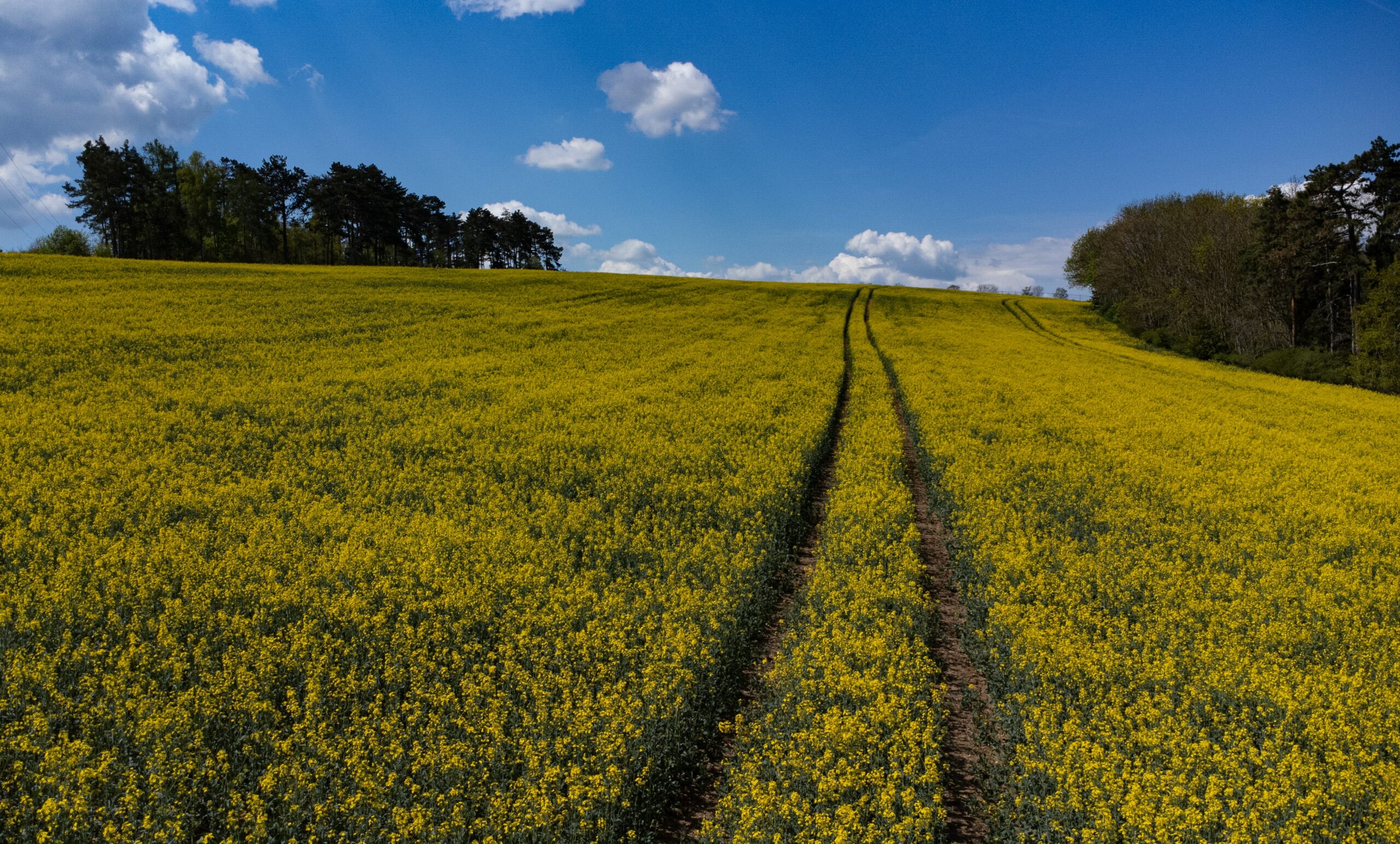 Biocarburants de 1re génération dans le transport routier : mieux ...